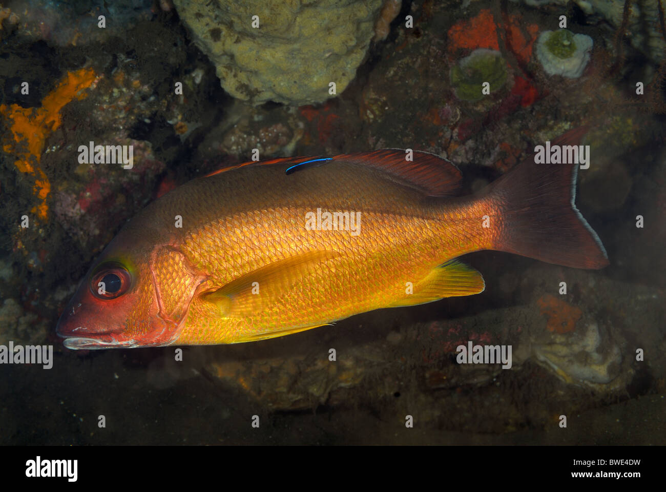 Blacktail snapper lutjanus fulvus hi-res stock photography and images ...