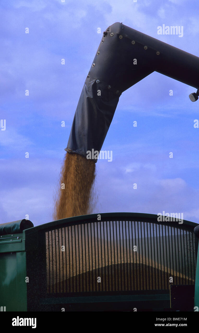 combine harvester emptying harvested grain into trailer at side of ...