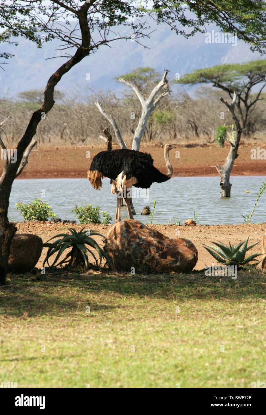 Male Ostrich, Struthio camelus, Struthionidae, Swaziland, South Africa ...