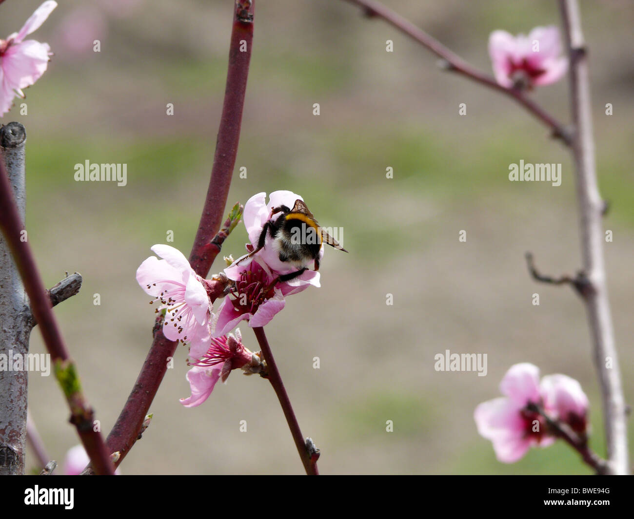 bee on flowering peach Stock Photo - Alamy