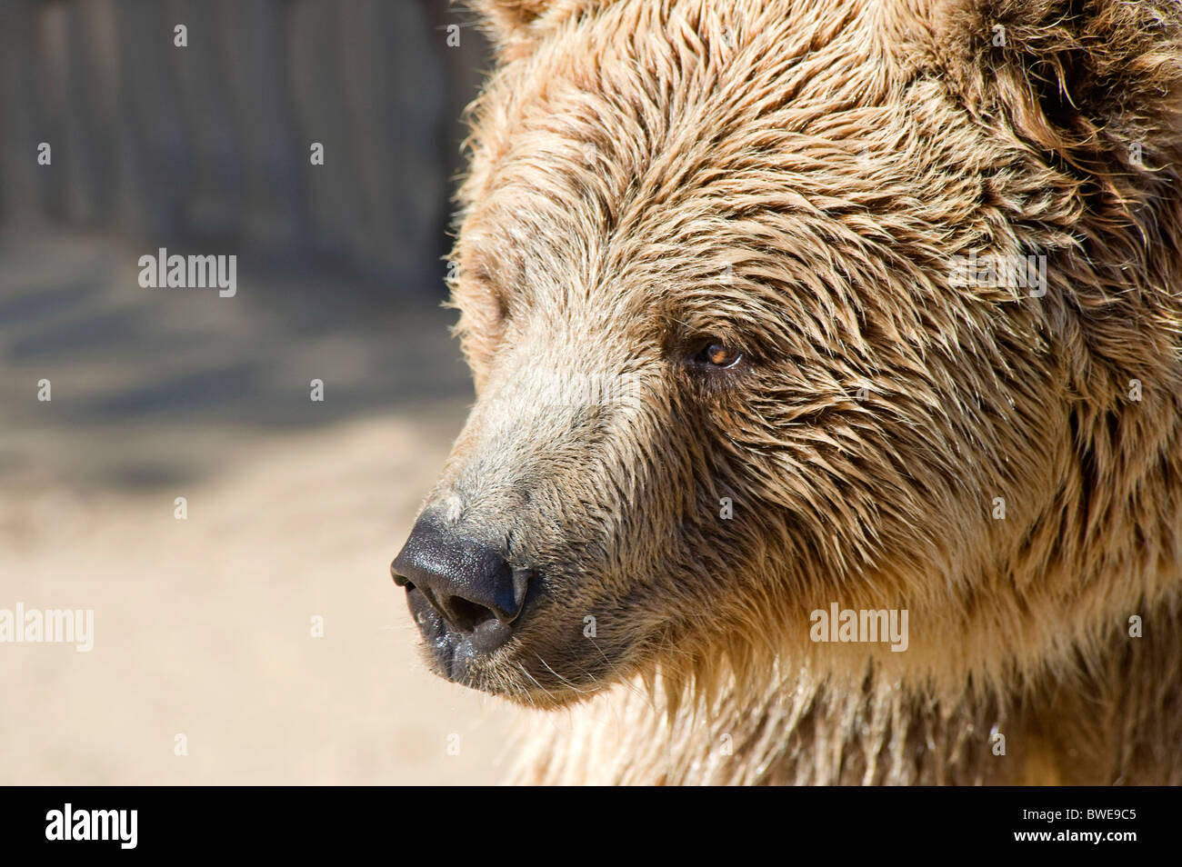 Grizzly bear head hi-res stock photography and images - Alamy