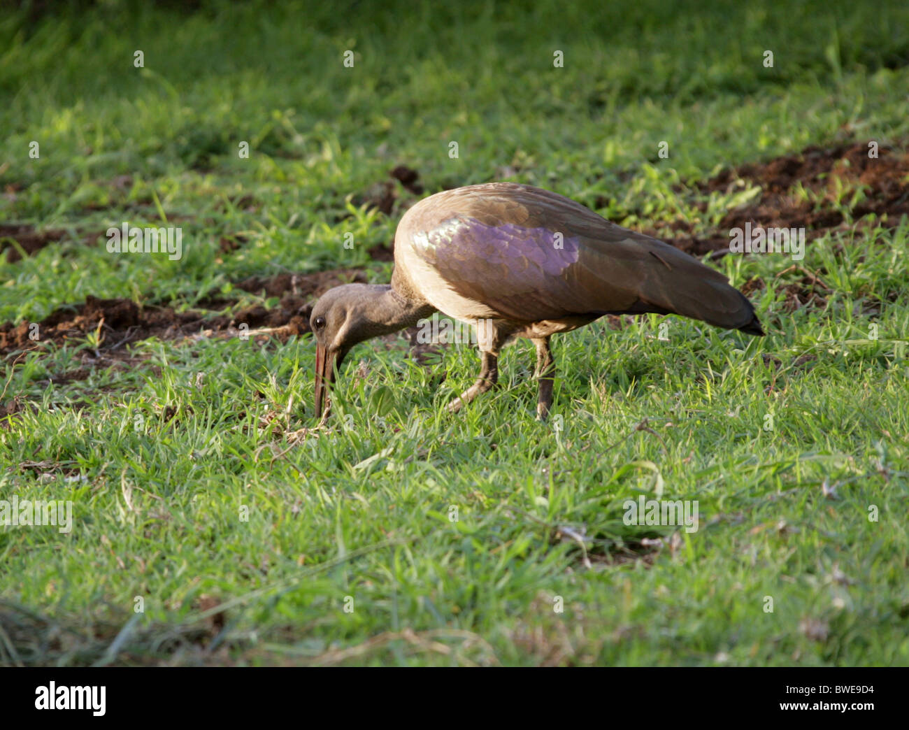 Hadada or Hadeda Ibis, Bostrychia hagedash, Threskiornithidae, South ...