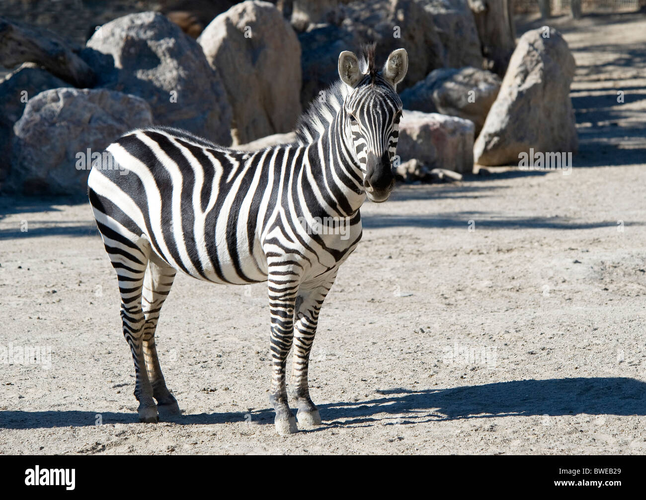 Zebra looking into camera hi-res stock photography and images - Alamy