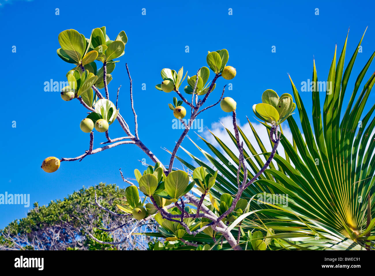 Seven Year Apple Tree on "Half Moon Cay" in the Caribbean Sea; Bahamas ...