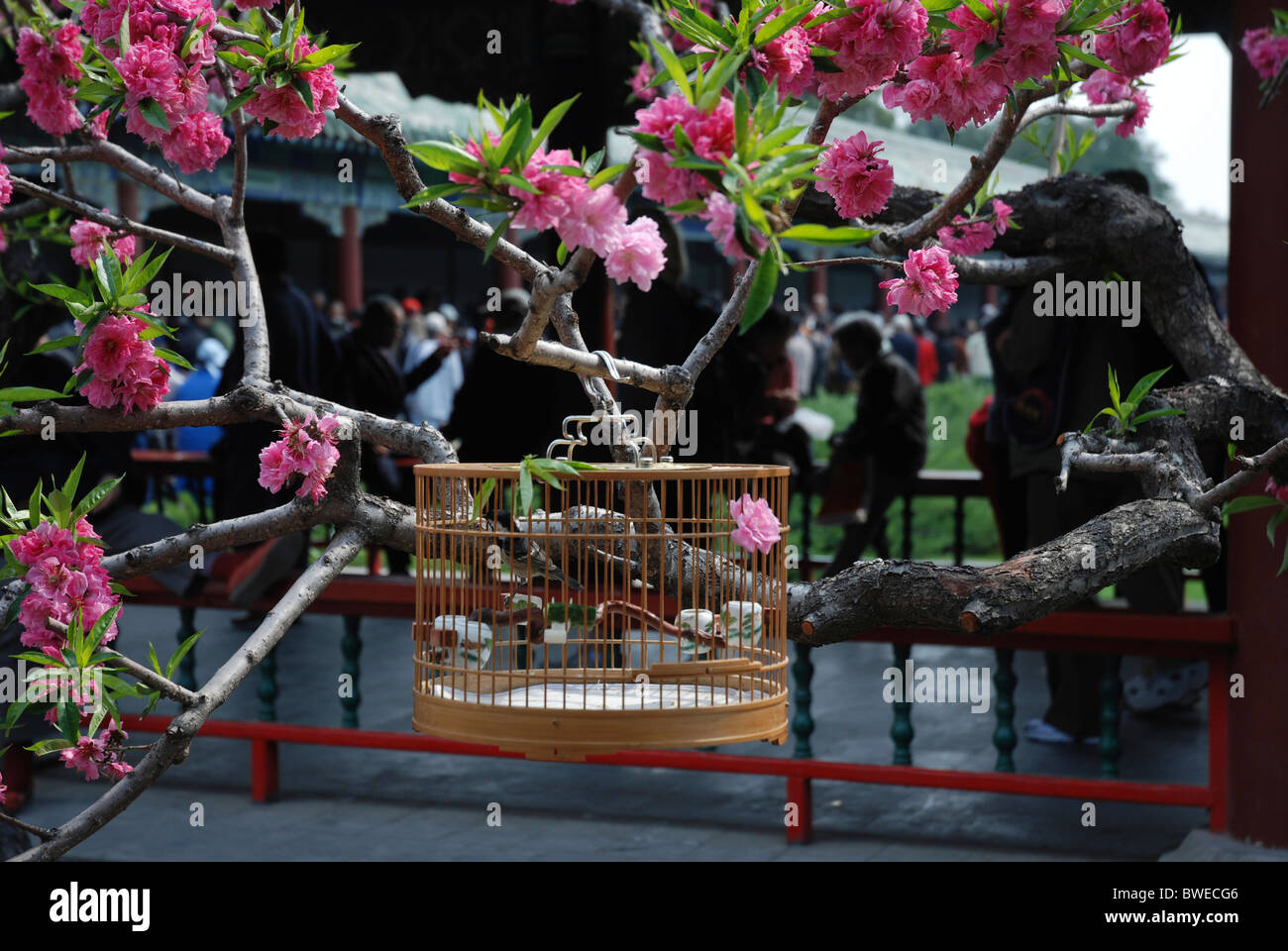 Bird in a cage displayed at a weekend spring festival in Temple of ...