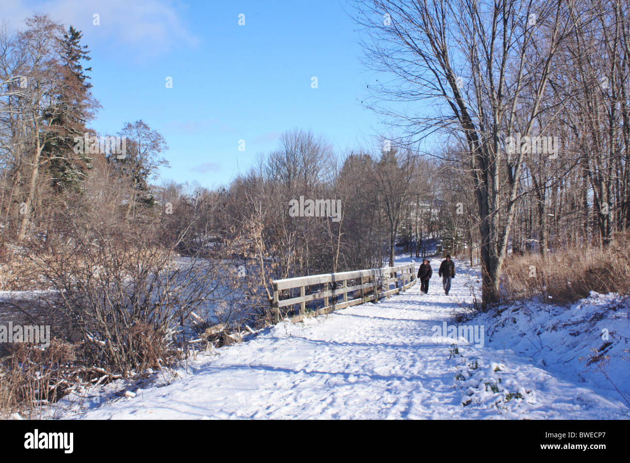 People walking on a forest path Stock Photo - Alamy