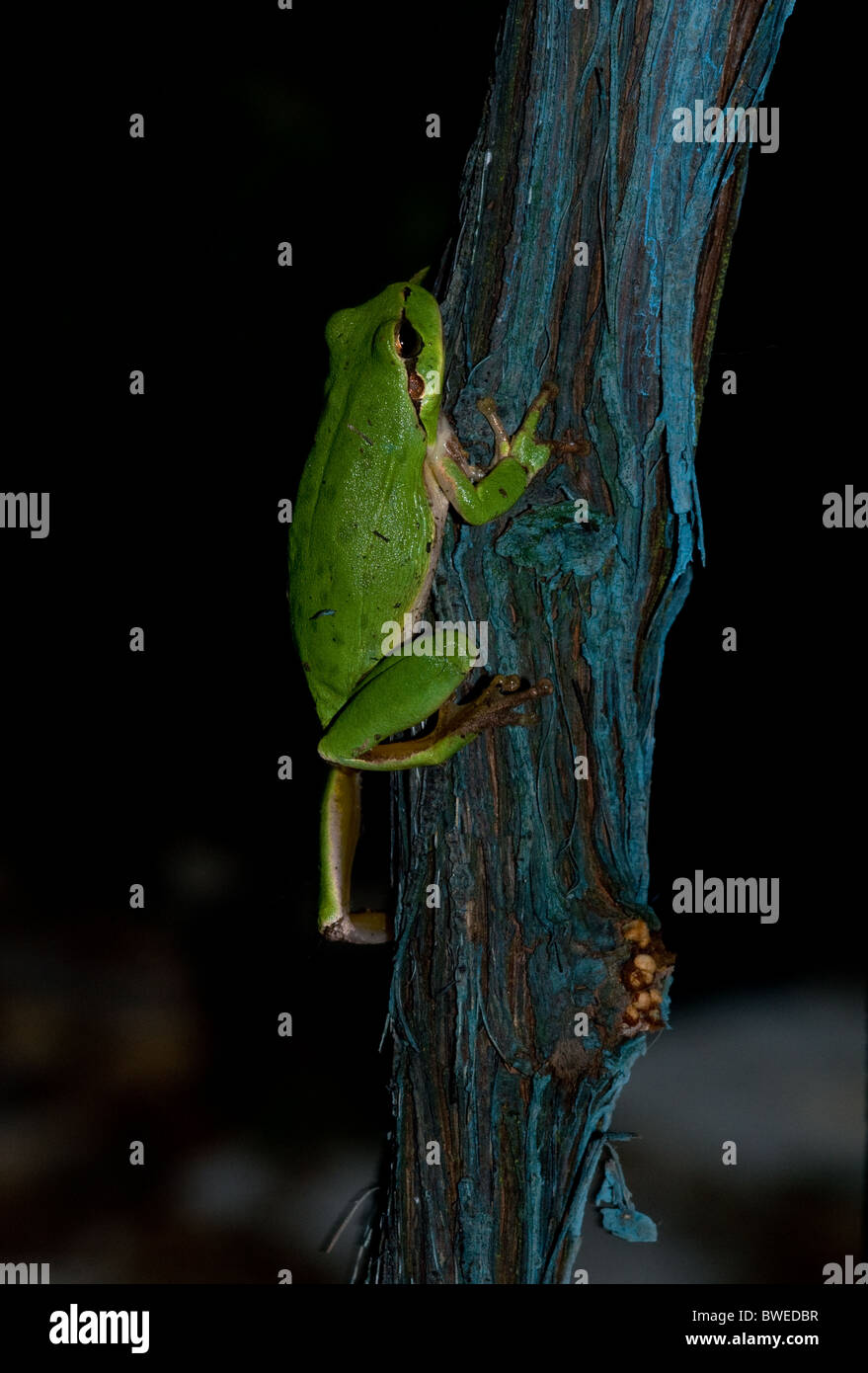 Blue european frog hi-res stock photography and images - Alamy