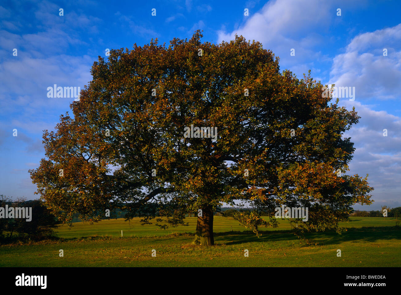 Oak tree autumn hi-res stock photography and images - Alamy