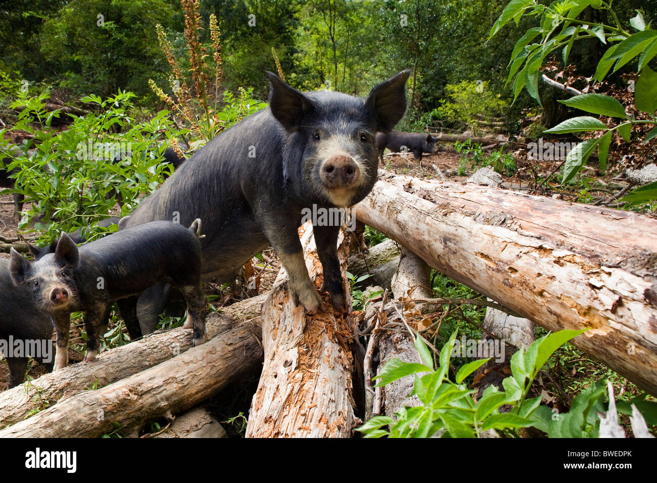 Free range foraging Berkshire pigs and piglets clamber over logs in ...