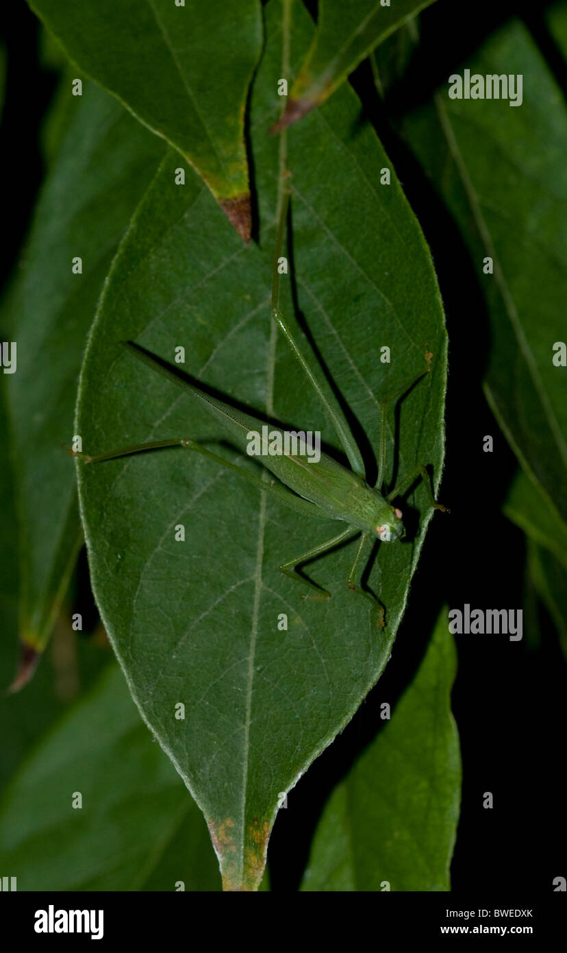 Tree cricket on leaf Stock Photo - Alamy