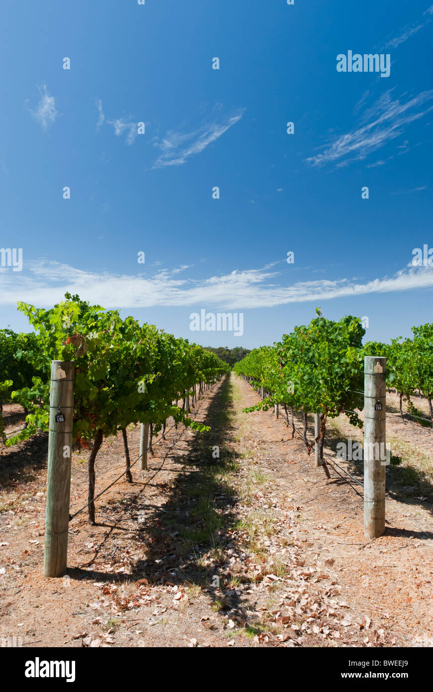 A row of grape vines on a vineyard in Margaret River in south west ...