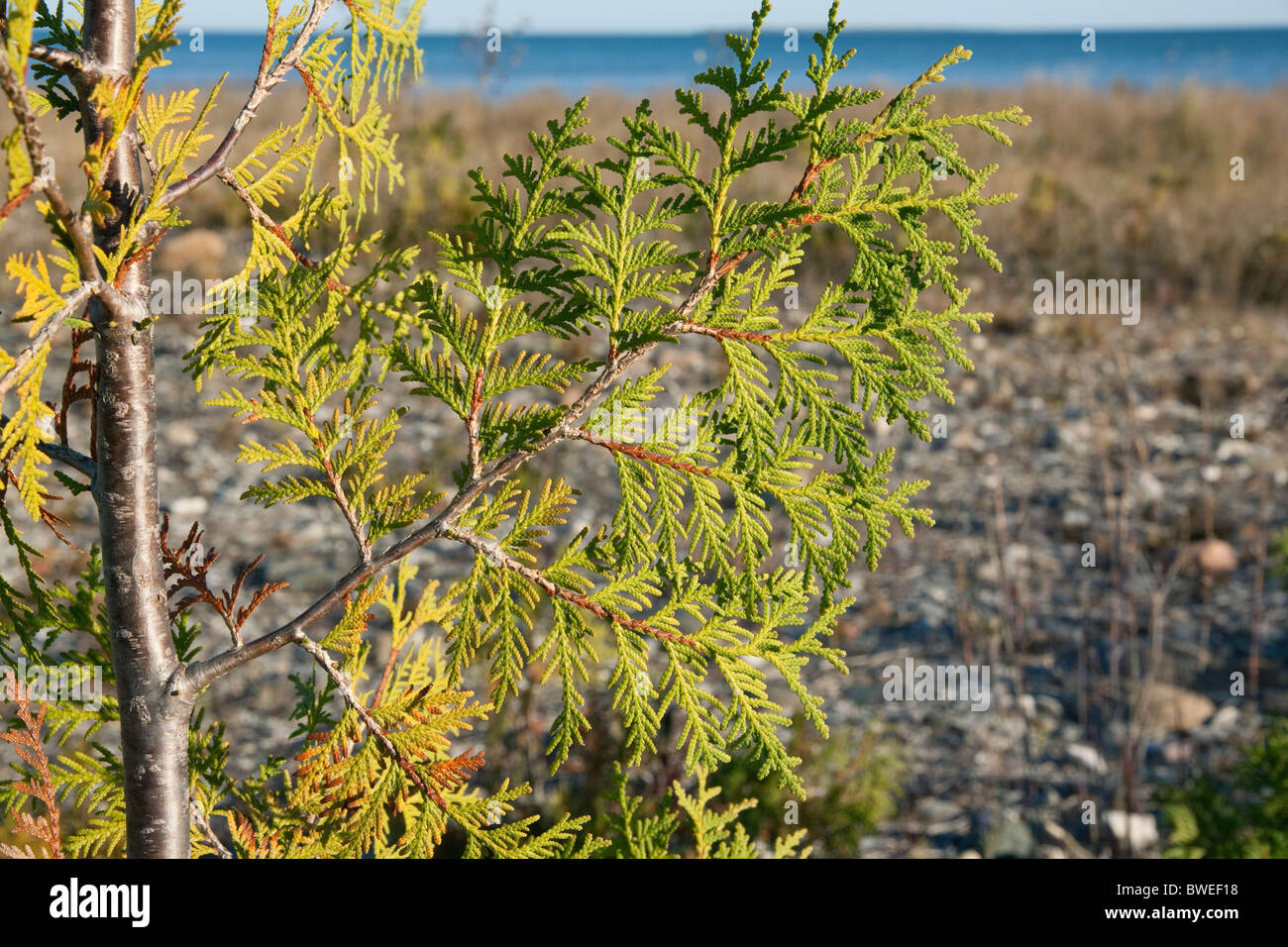 Northern white cedar tree hi-res stock photography and images - Alamy