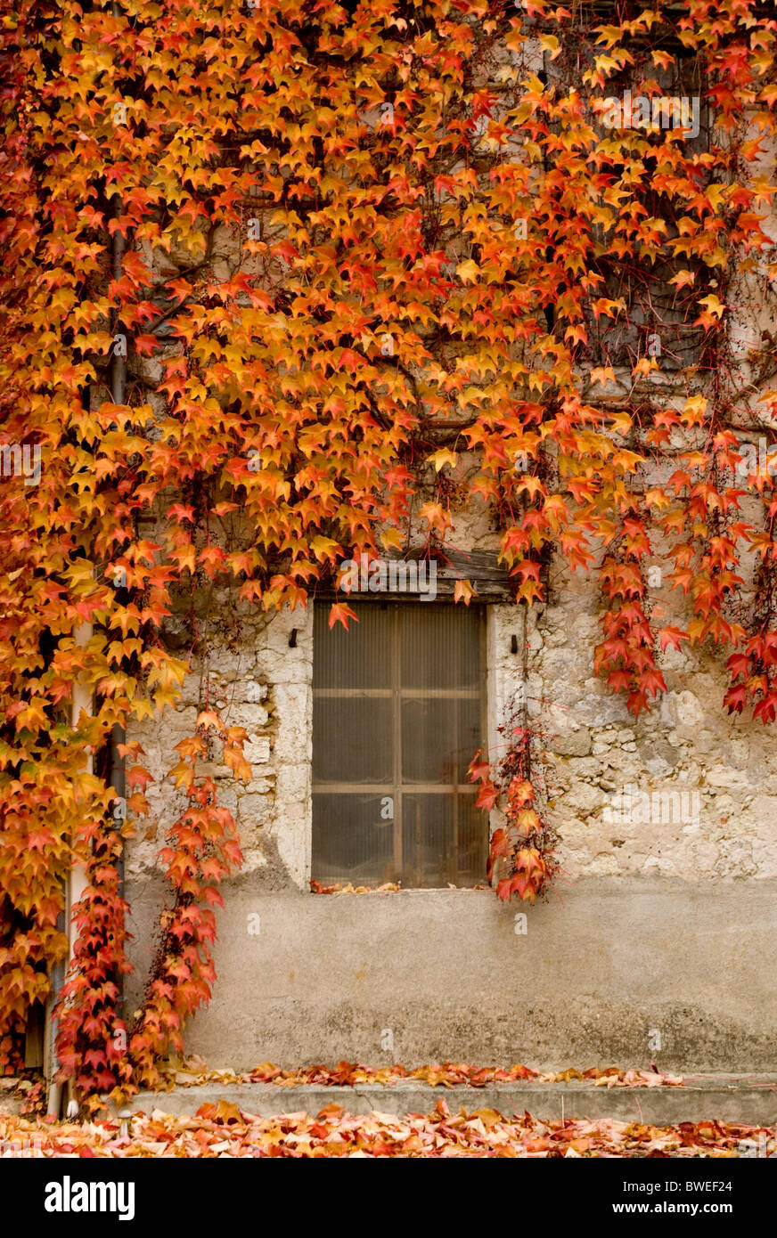 Creeper window hi-res stock photography and images - Alamy