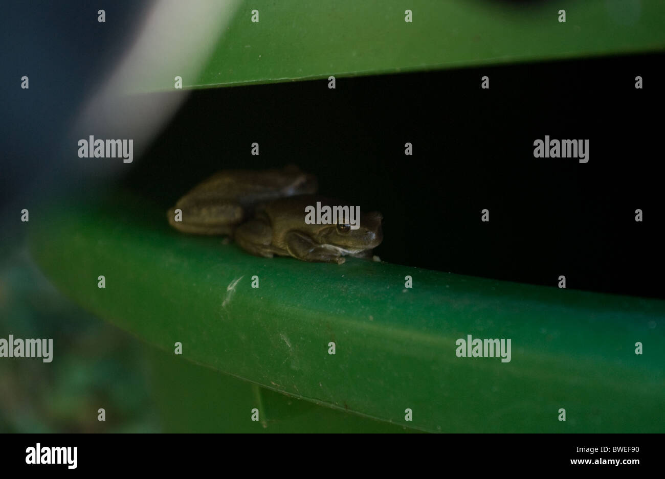 Frogs sheltering under water tank cover Stock Photo - Alamy