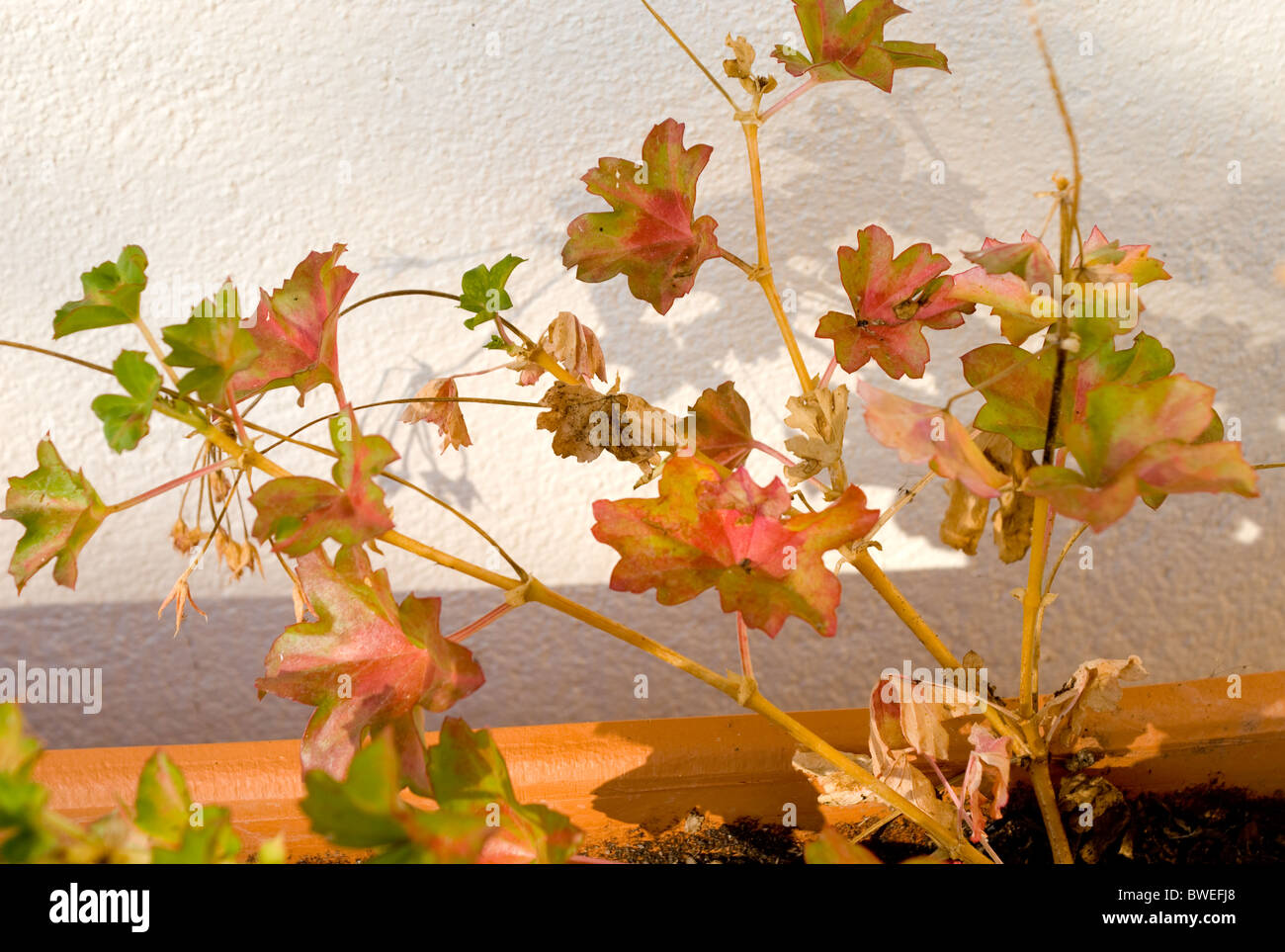 Geranium leaves hi-res stock photography and images - Alamy
