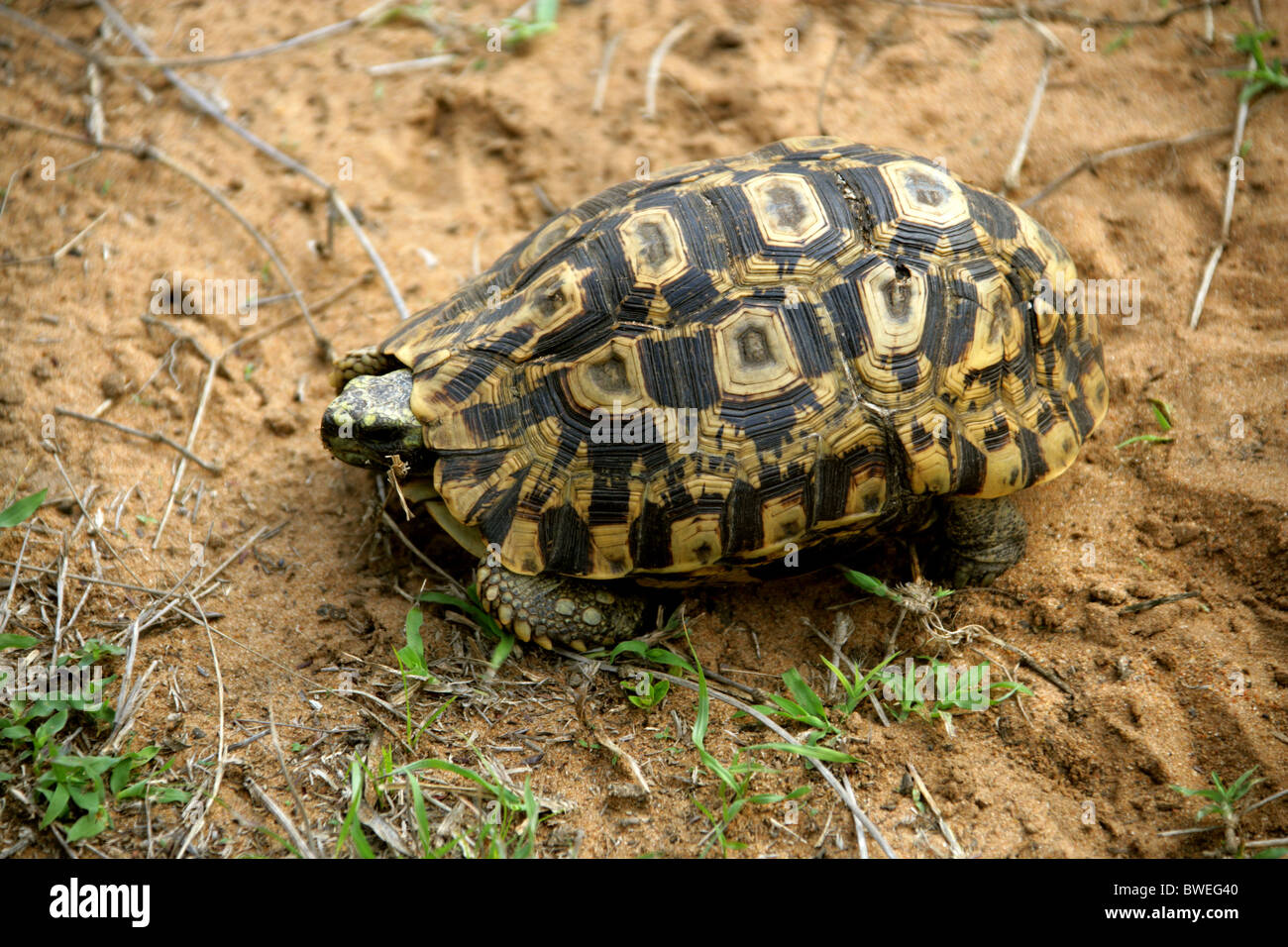 Wild Leopard Tortoise, Stigmochelys pardalis (Geochelone pardalis ...