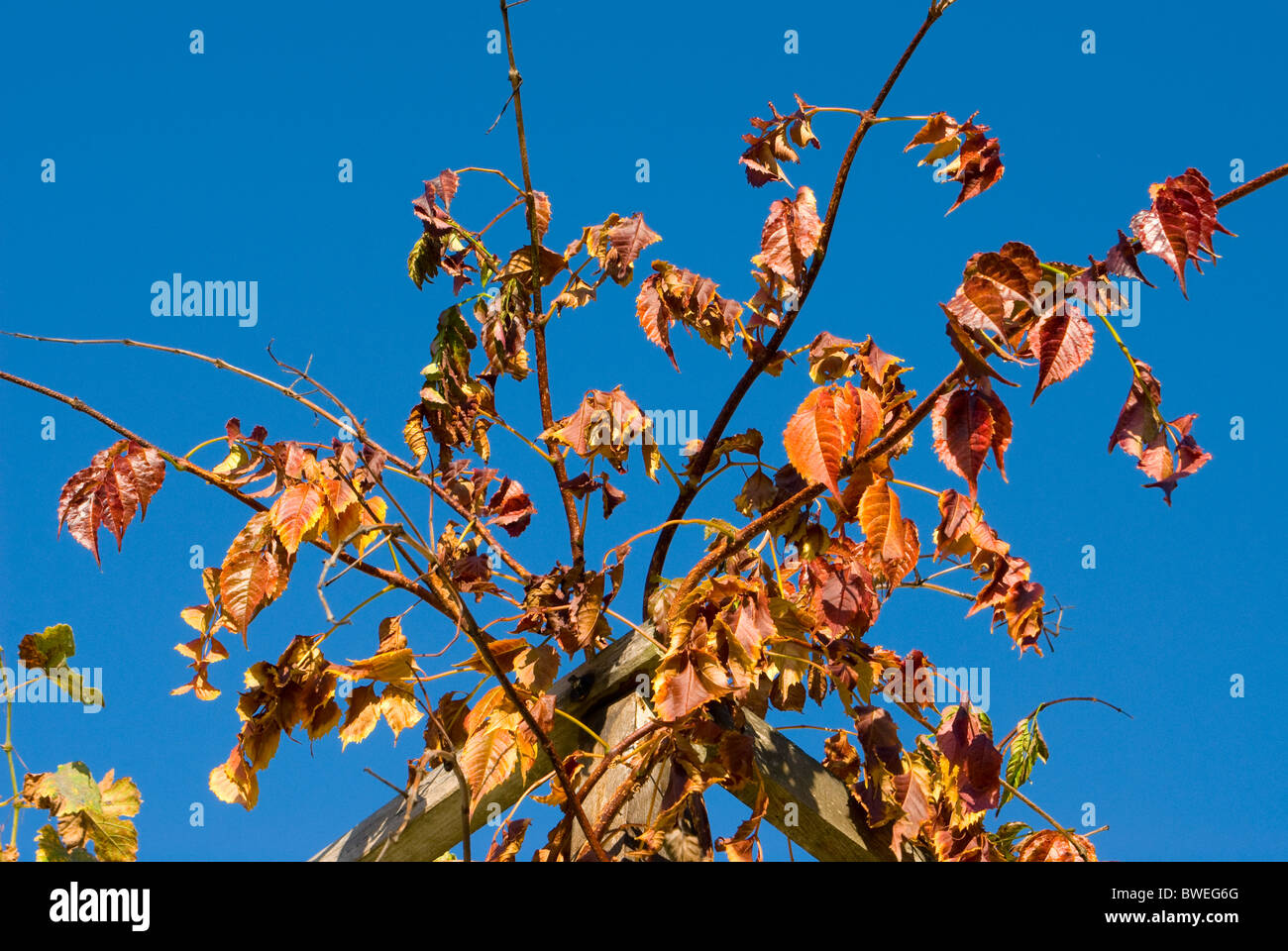Climbing vines hi-res stock photography and images - Alamy