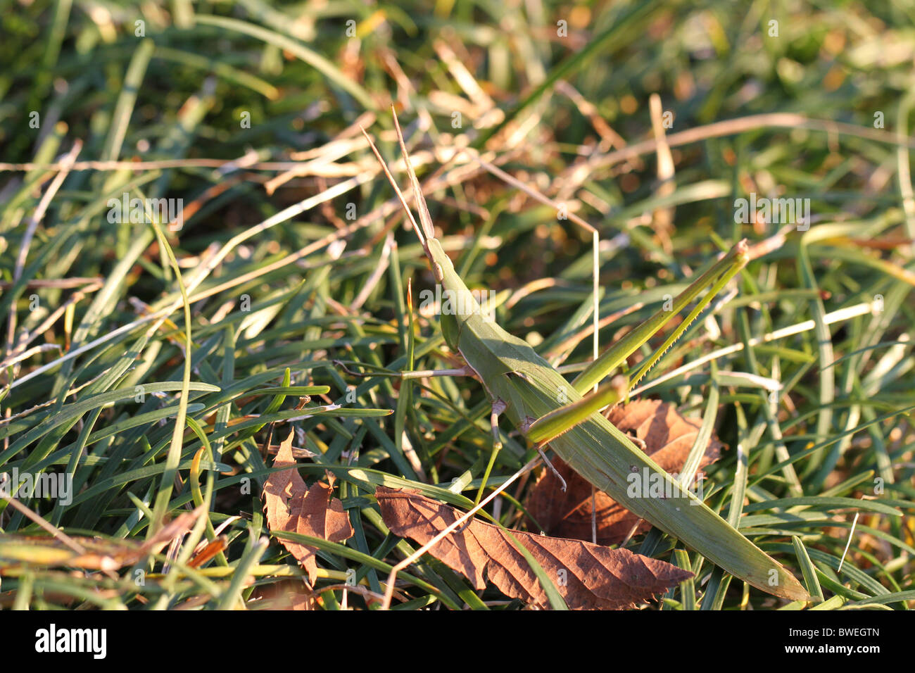 Japanese grasshopper hi-res stock photography and images - Alamy