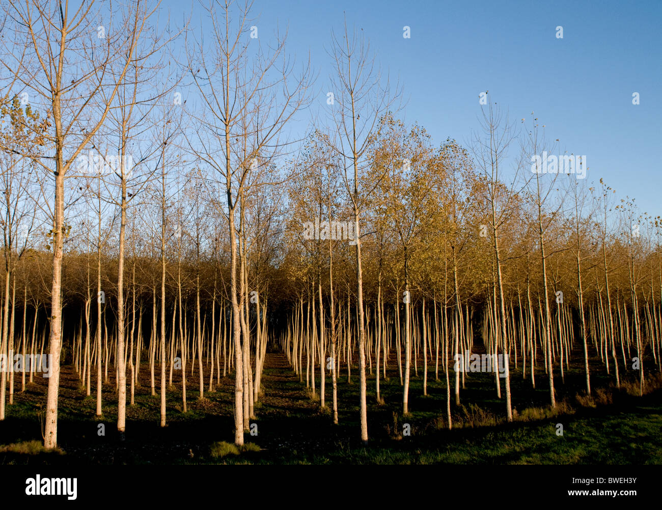 Poplar plantations hi-res stock photography and images - Alamy