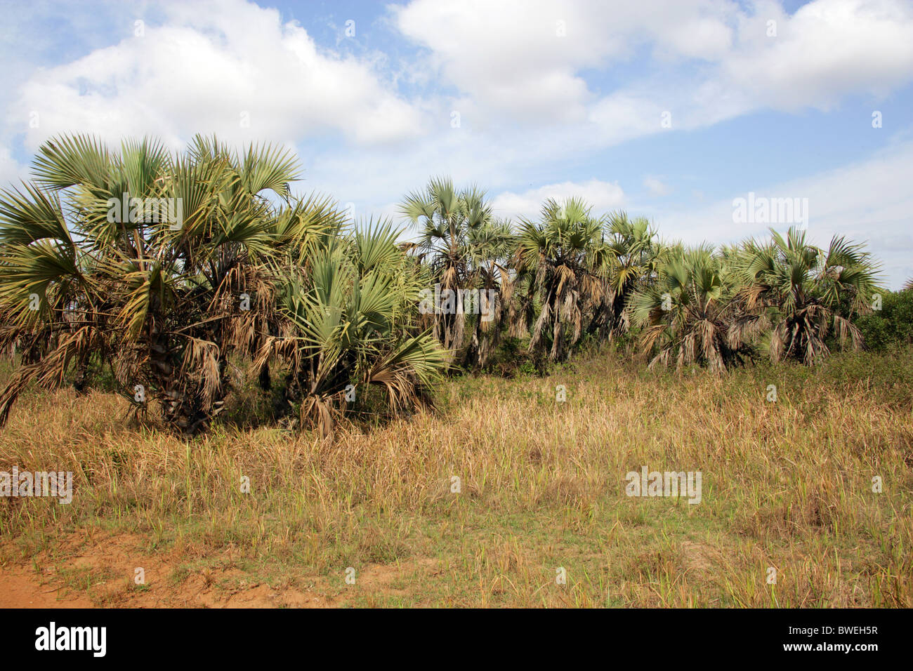 Bush Palm Trees, Hluhluwe, South Africa Stock Photo - Alamy
