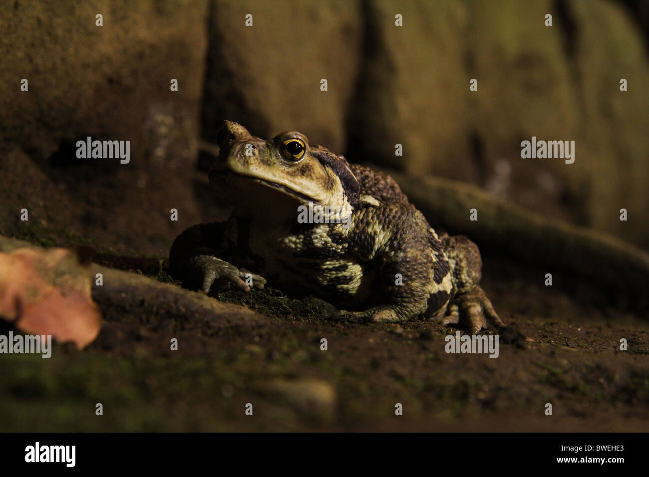 Toad at night at Yoyogihachiman Shrine in Shibuya, Tokyo Stock Photo ...