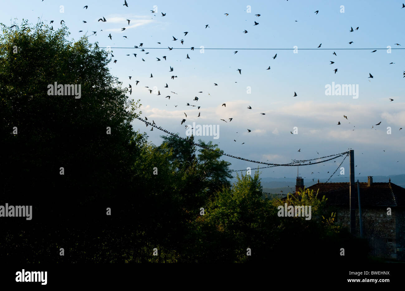 Swallows ready to migrate hi-res stock photography and images - Alamy