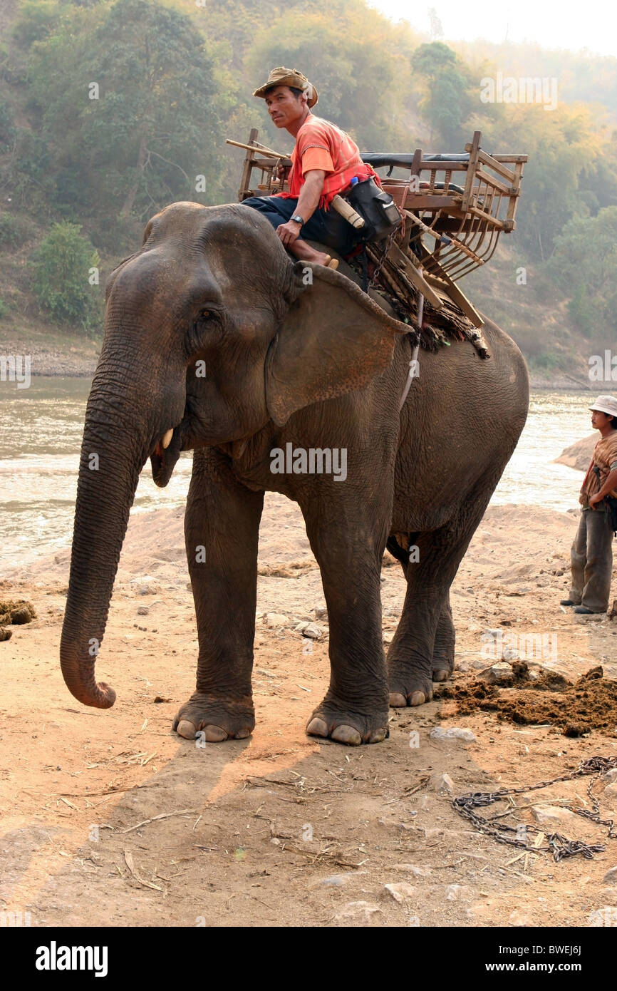 Elephants and mahouts, Ruammit village, Chiang Rai Province Thailand ...
