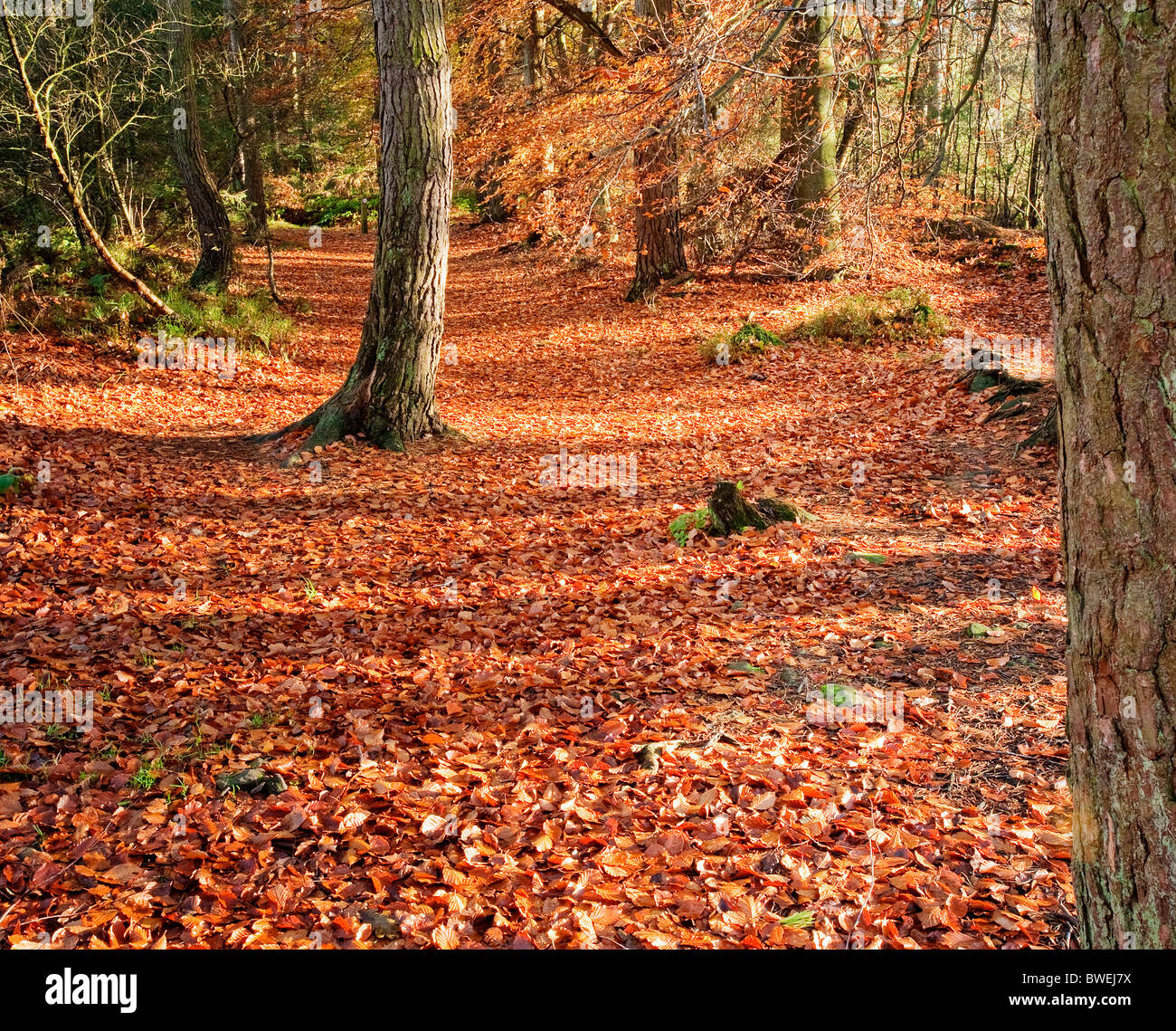 Autumn leaves at Adderstone Rigg in Dalby forest Stock Photo - Alamy