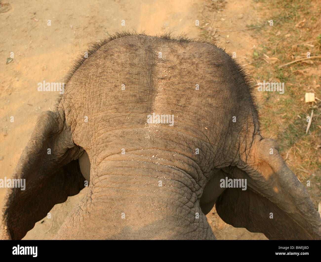 Elephant's skull hi-res stock photography and images - Alamy