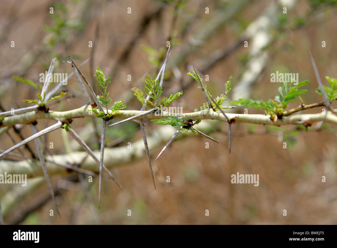 Fever Tree, Acacia xanthophloea, Fabaceae, South Africa. Close-up of ...
