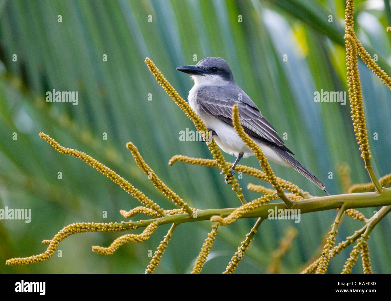 Gray kingbird or pitirre (Tyrannus dominicensis) sitting on a palm in ...