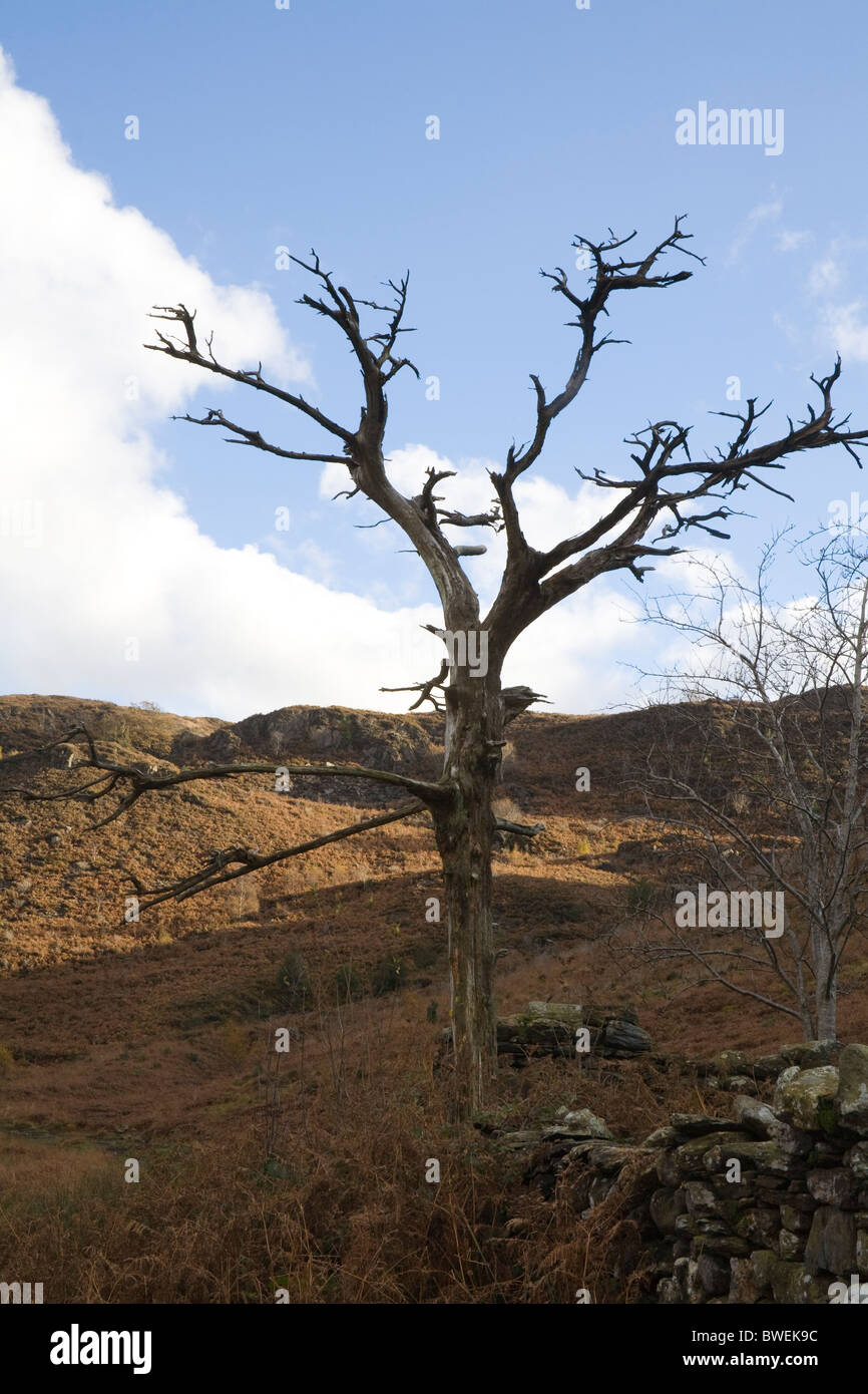Tree Skeleton High Resolution Stock Photography and Images - Alamy