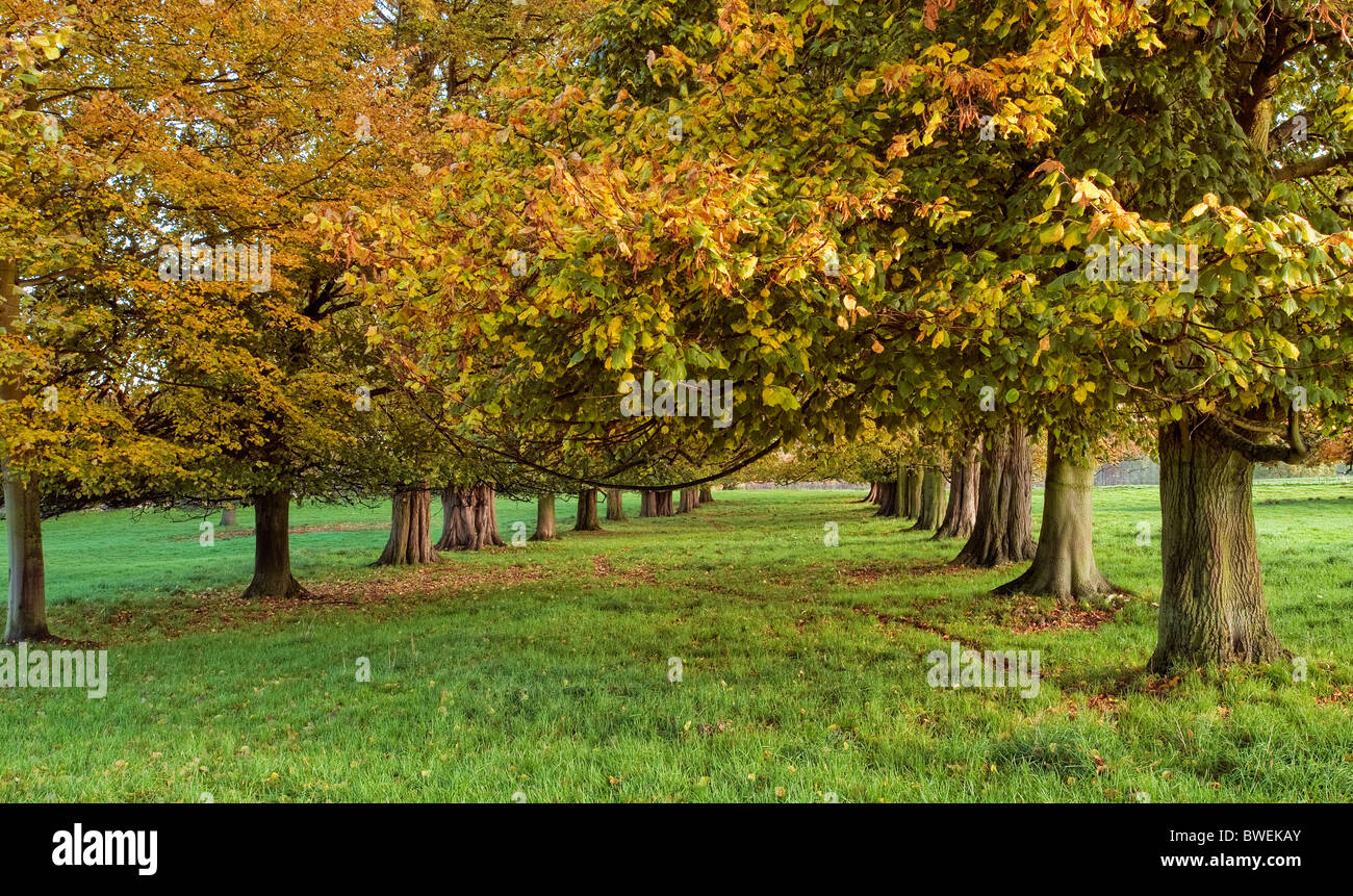 A grove of lime trees at Birdsall Estate near Malton Stock Photo - Alamy