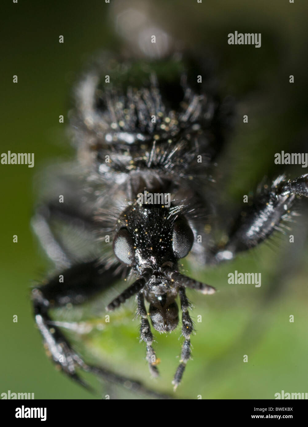 Close-up shot of the face of a female St. Mark's fly (Bibio marci Stock ...