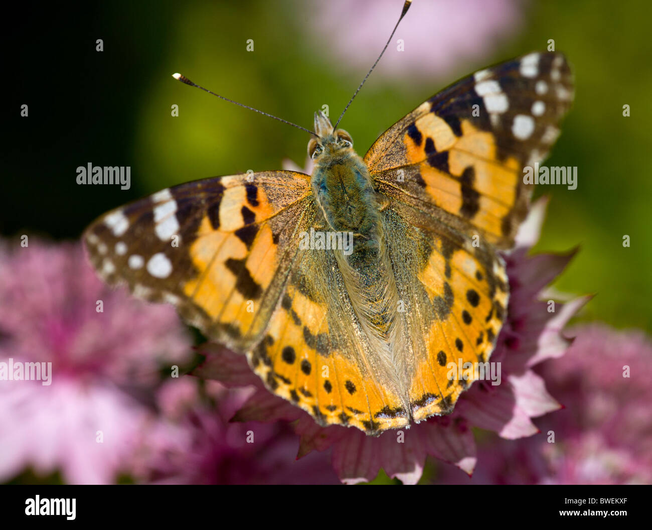 Painted lady vanessa cardui butterfly hi-res stock photography and ...