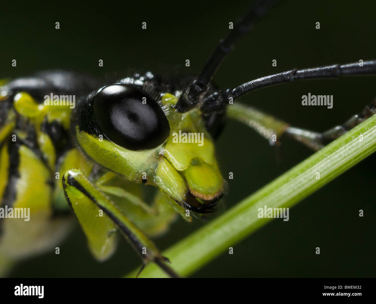 Tenthredo mesomelas hi-res stock photography and images - Alamy