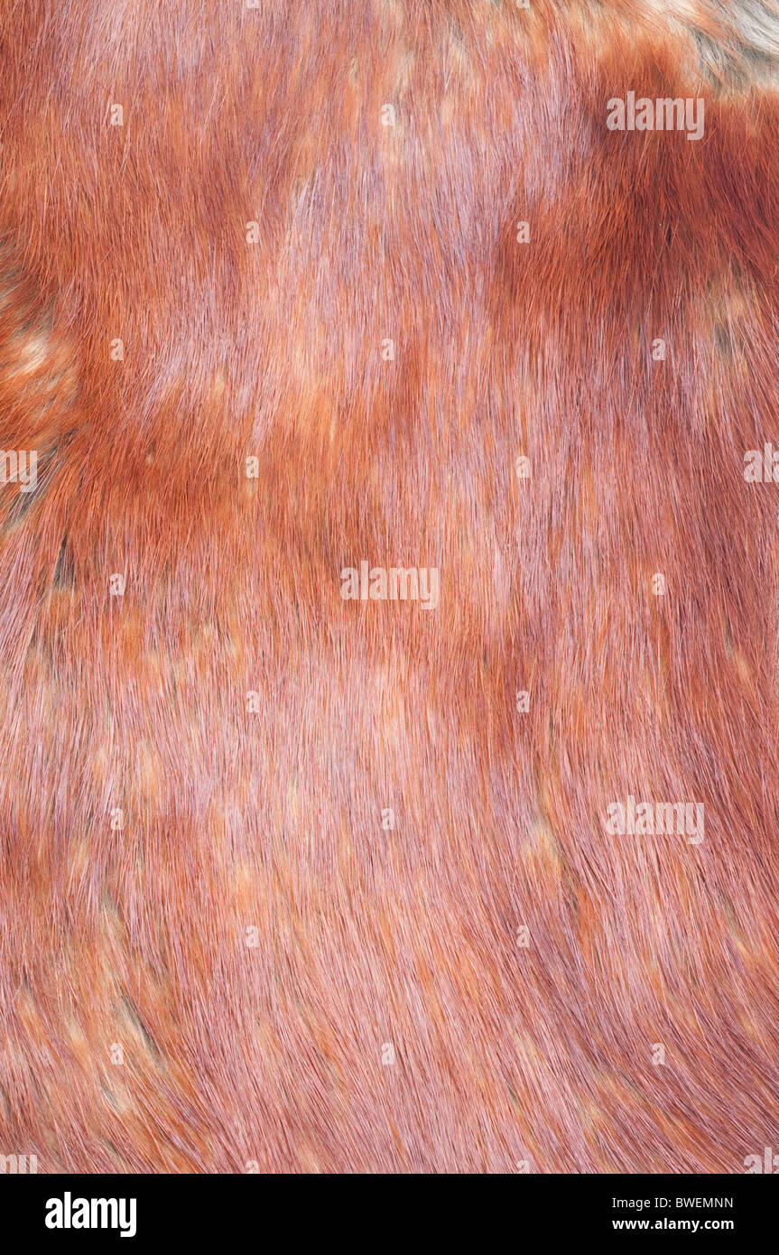 Brown Fur Texture High Resolution Stock Photography and Images - Alamy