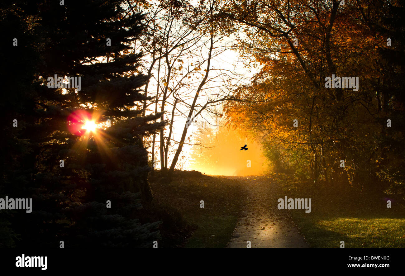 Golden path at sunrise Stock Photo - Alamy