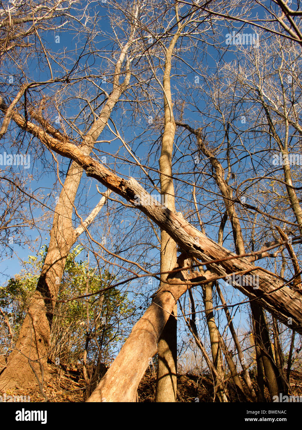 Fallen dead trees piled up Stock Photo - Alamy