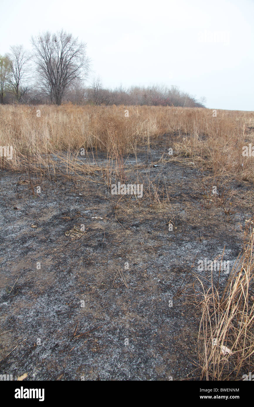 Burnt ground in a nature preserve, Chicago, IL, USA Stock Photo - Alamy