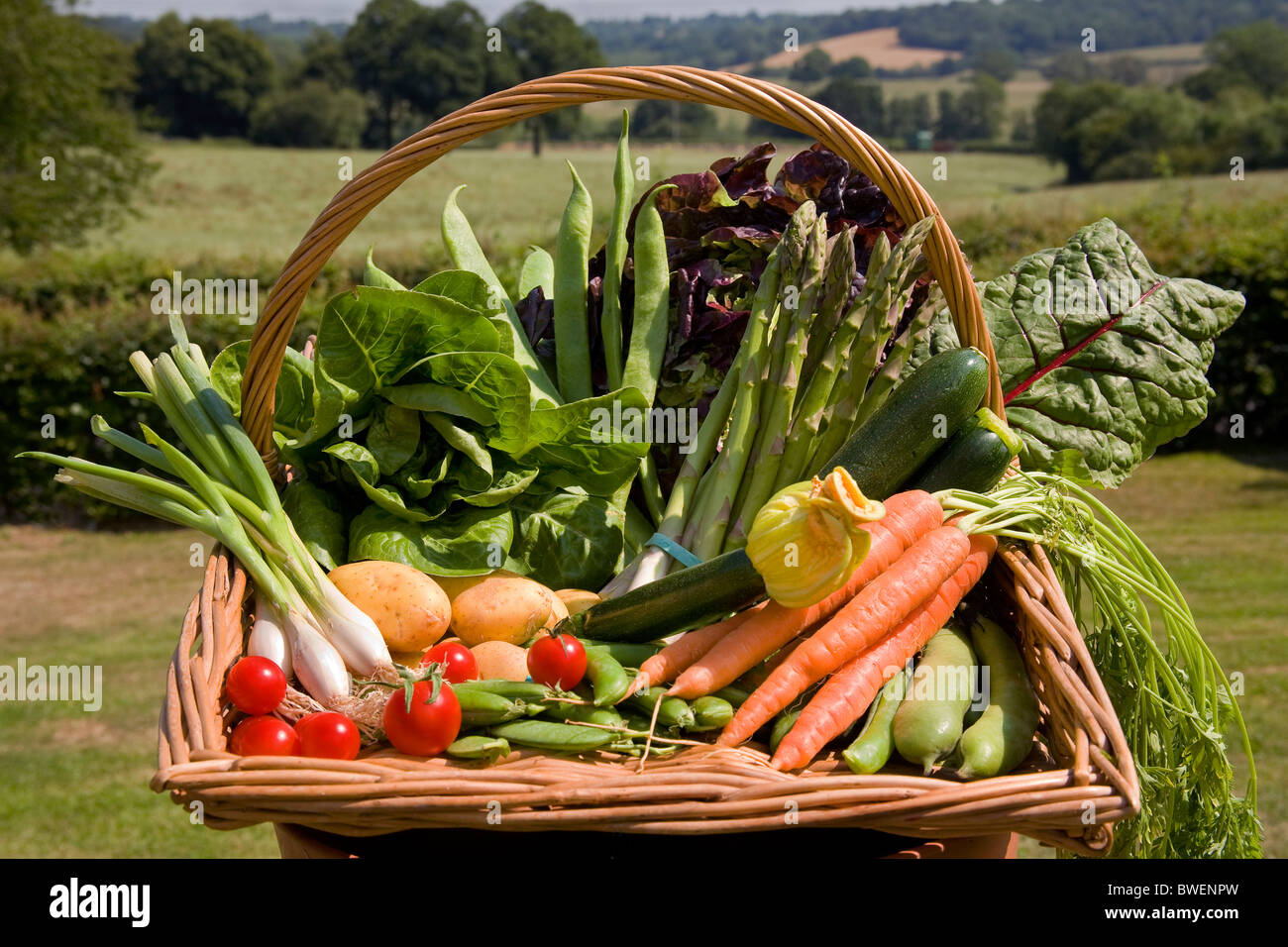 Colourful trug of locally grown British summer vegetables in ...