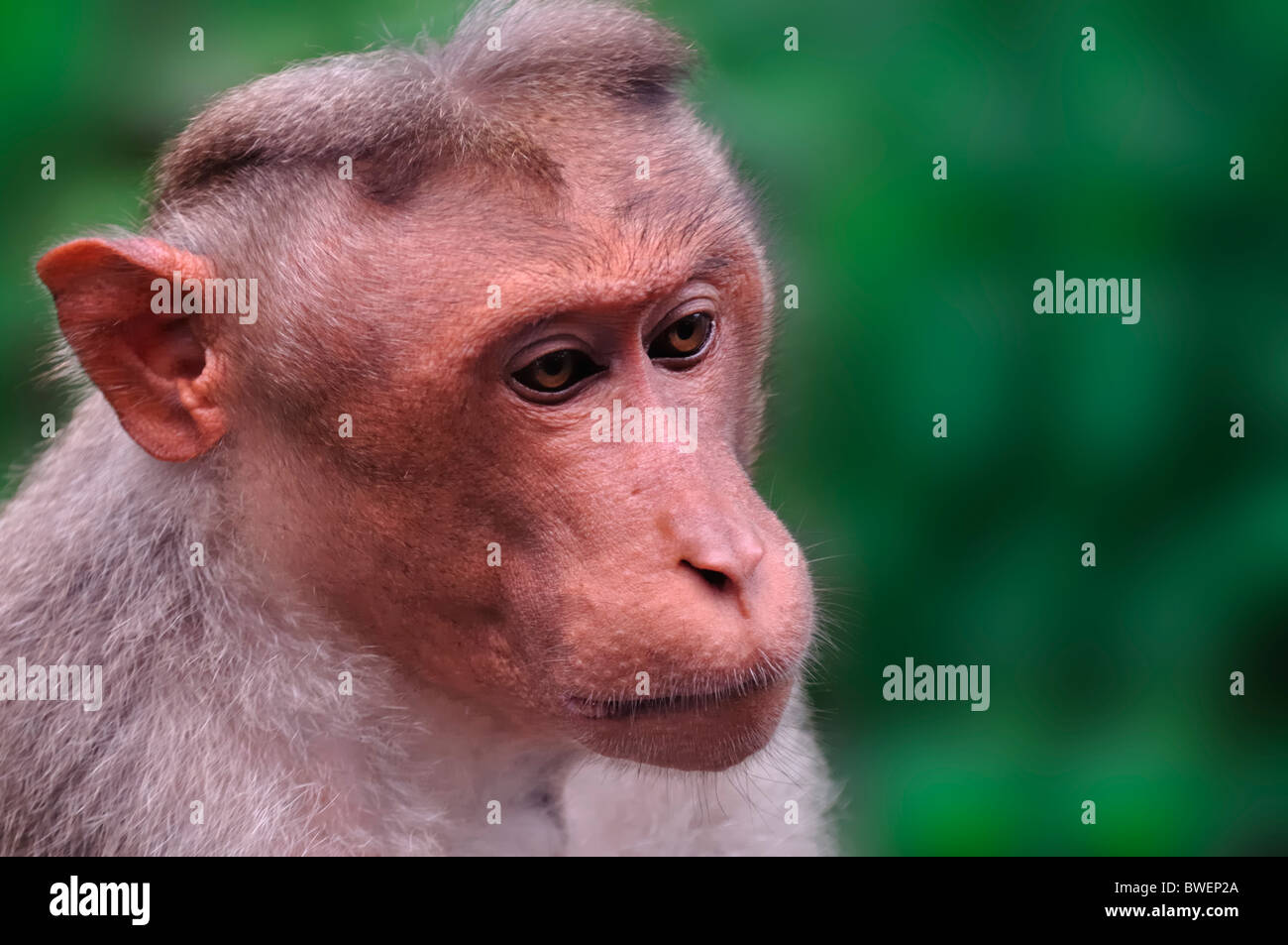 thinking monkey Stock Photo - Alamy