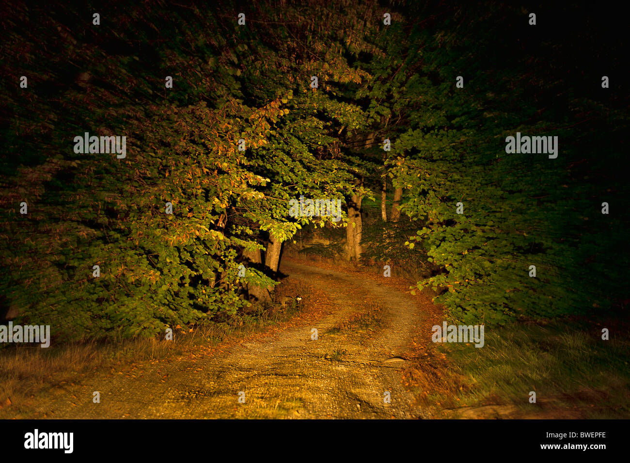 Remote unpaved country road through forest trees at night Stock Photo ...