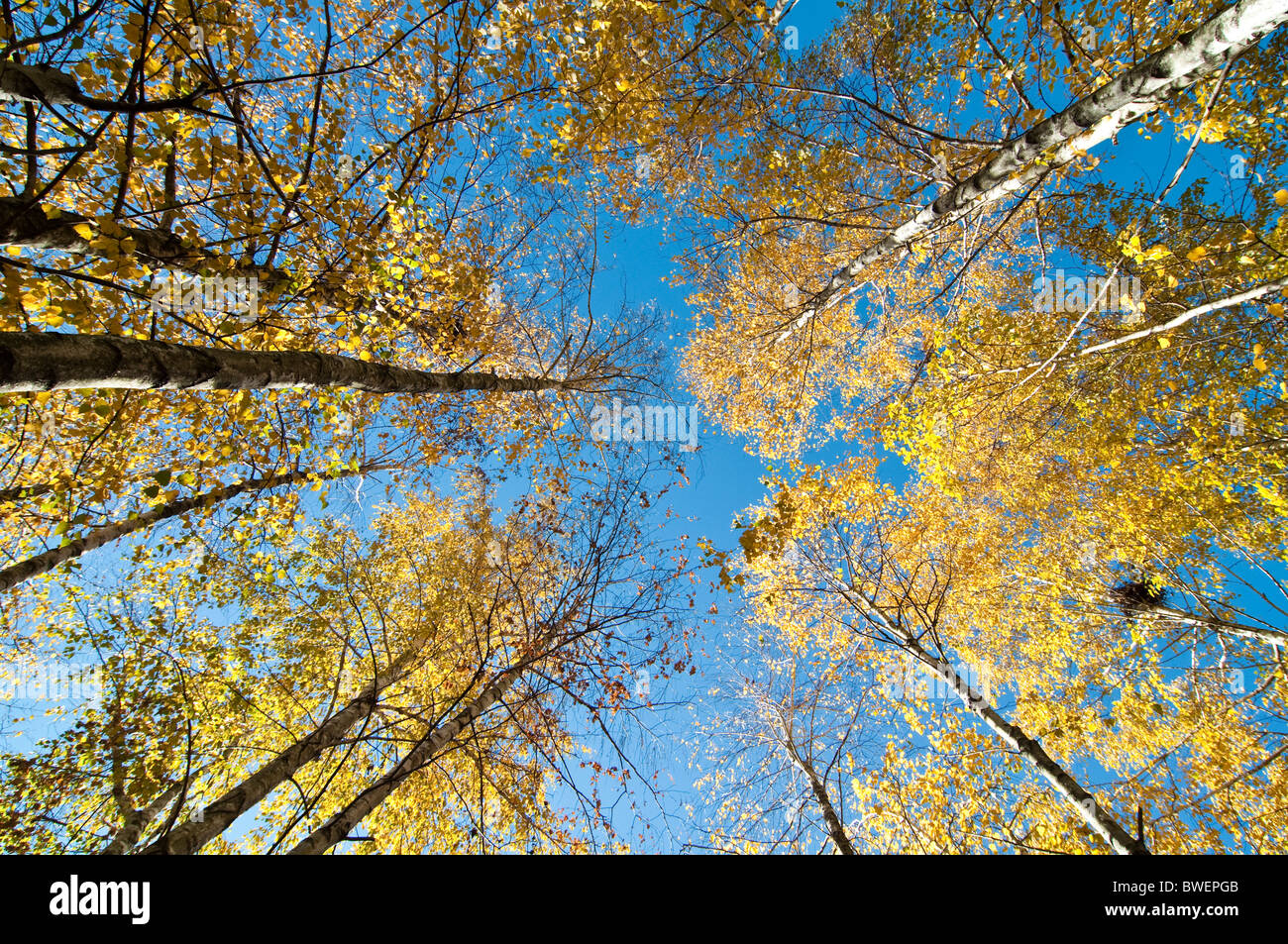 Looking up at the yellow foliage of birch trees against a brilliant ...