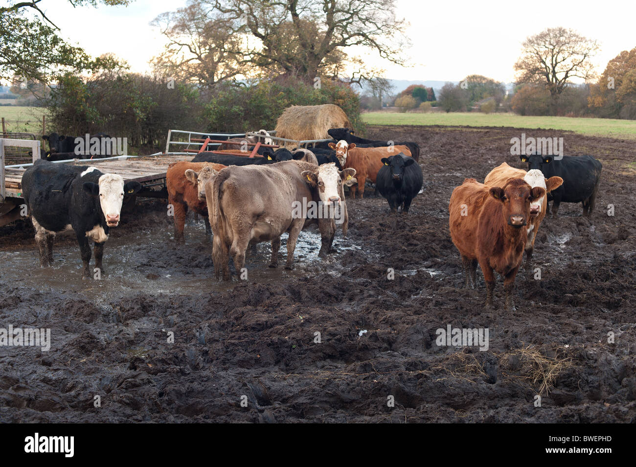 Cow Standing In Mud Stock Photos & Cow Standing In Mud Stock Images - Alamy