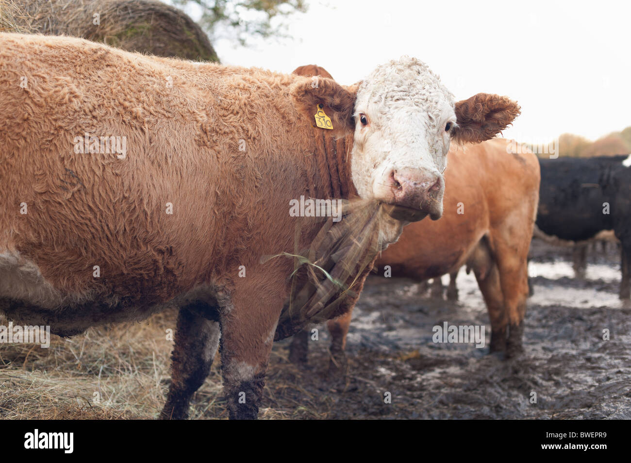 Cow foot rot hi-res stock photography and images - Alamy