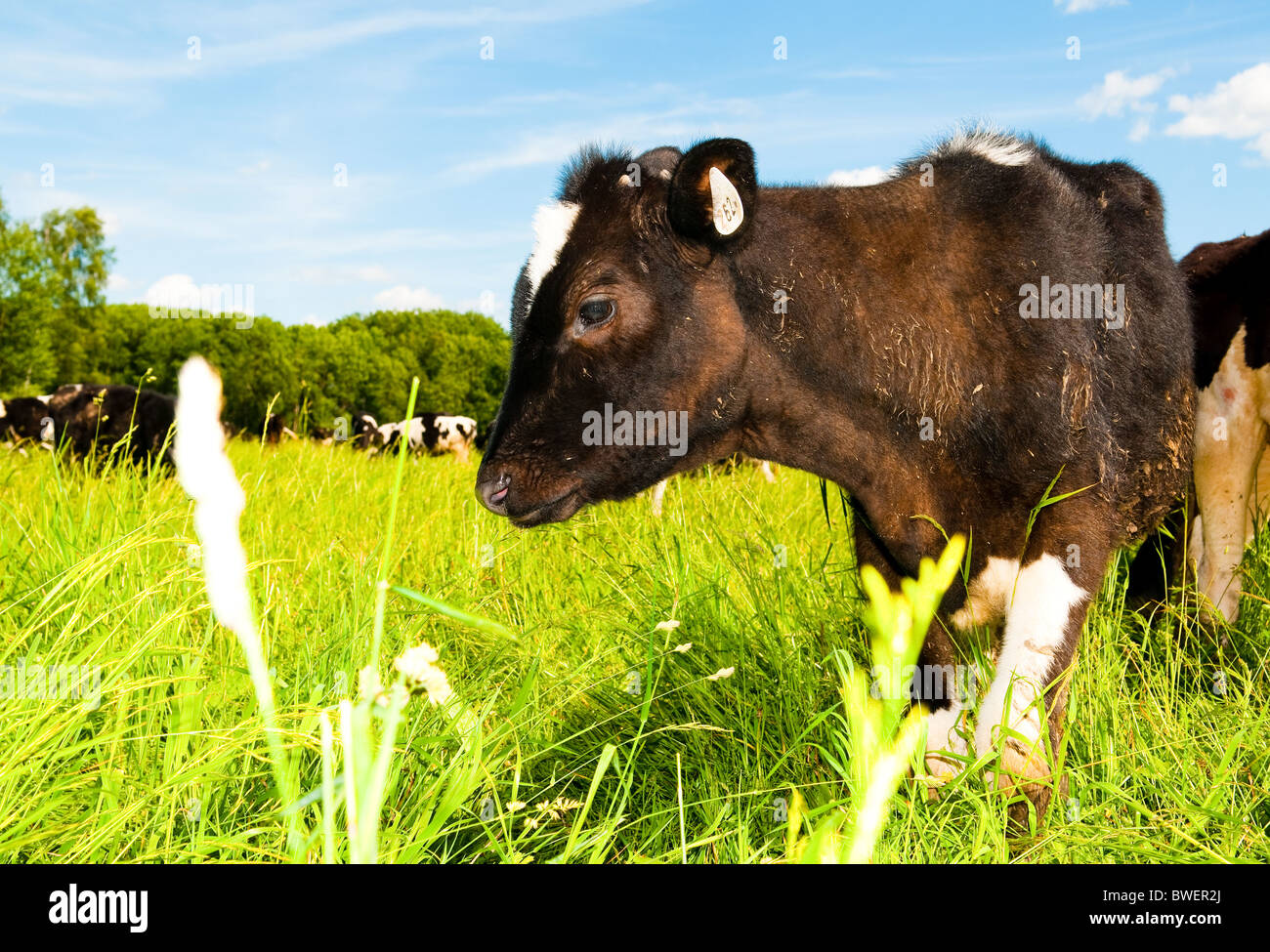 cow on field Stock Photo - Alamy