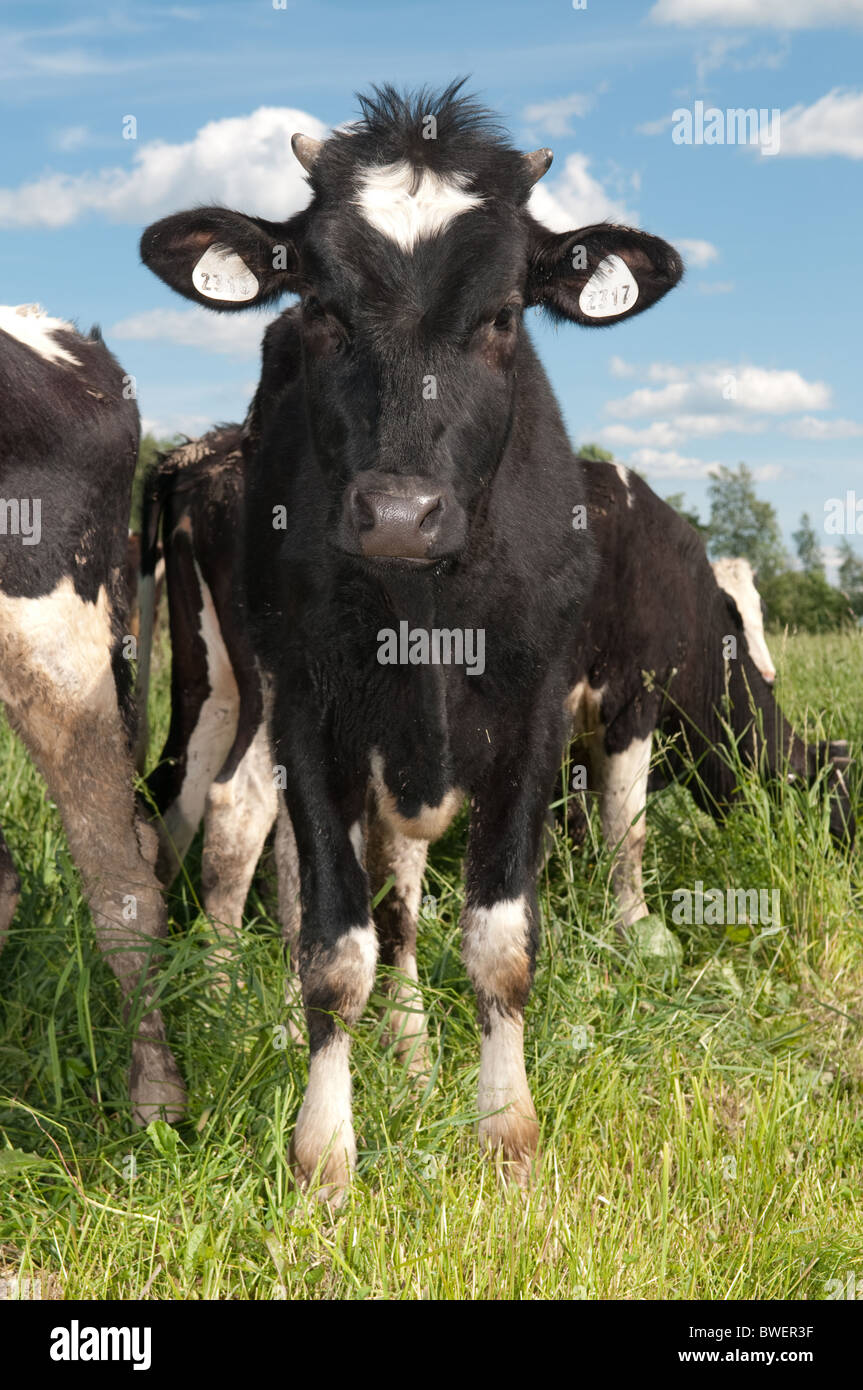 cow on field Stock Photo - Alamy