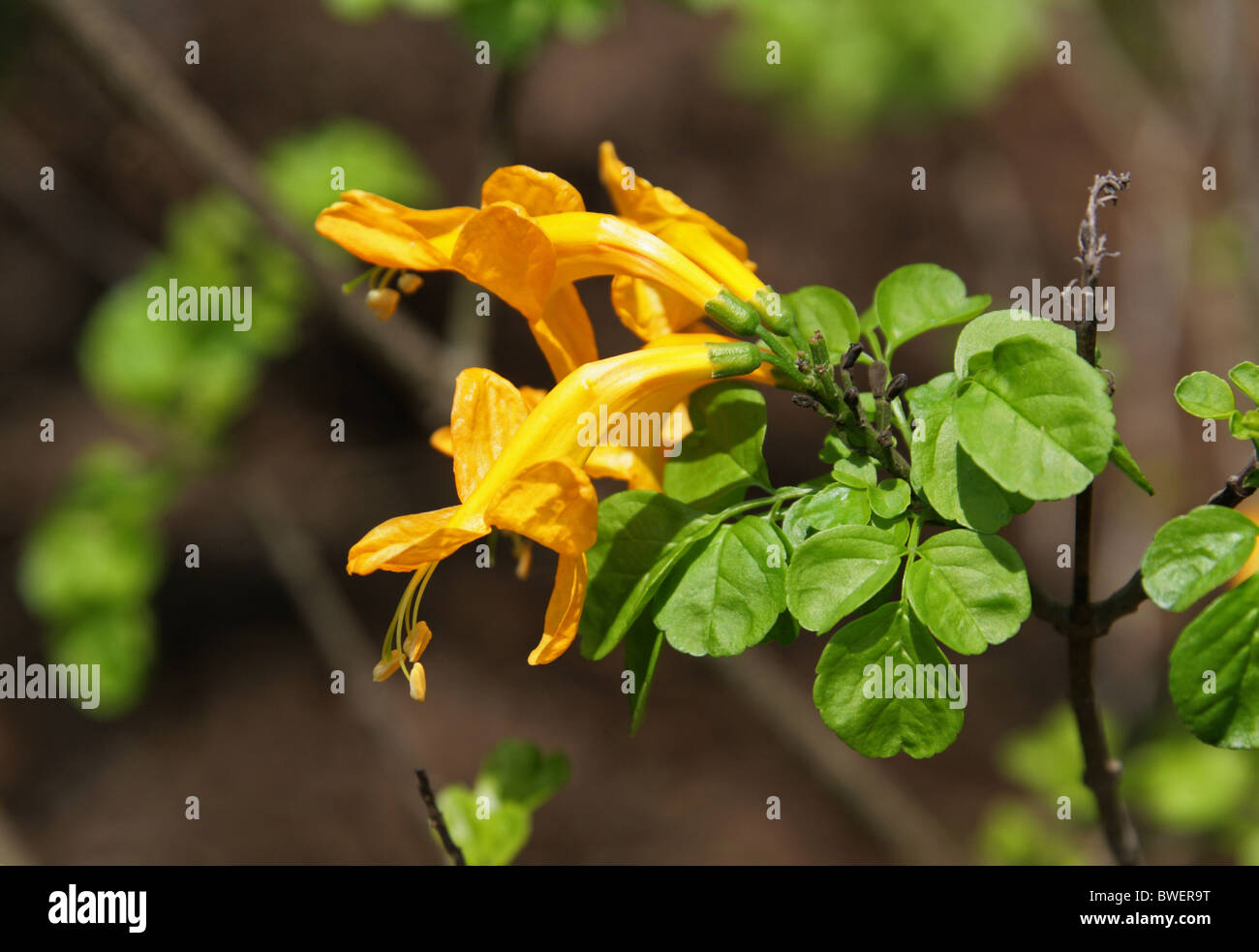 Cape Honeysuckle, Tecomaria capensis, Bignoniaceae, South Africa Stock ...