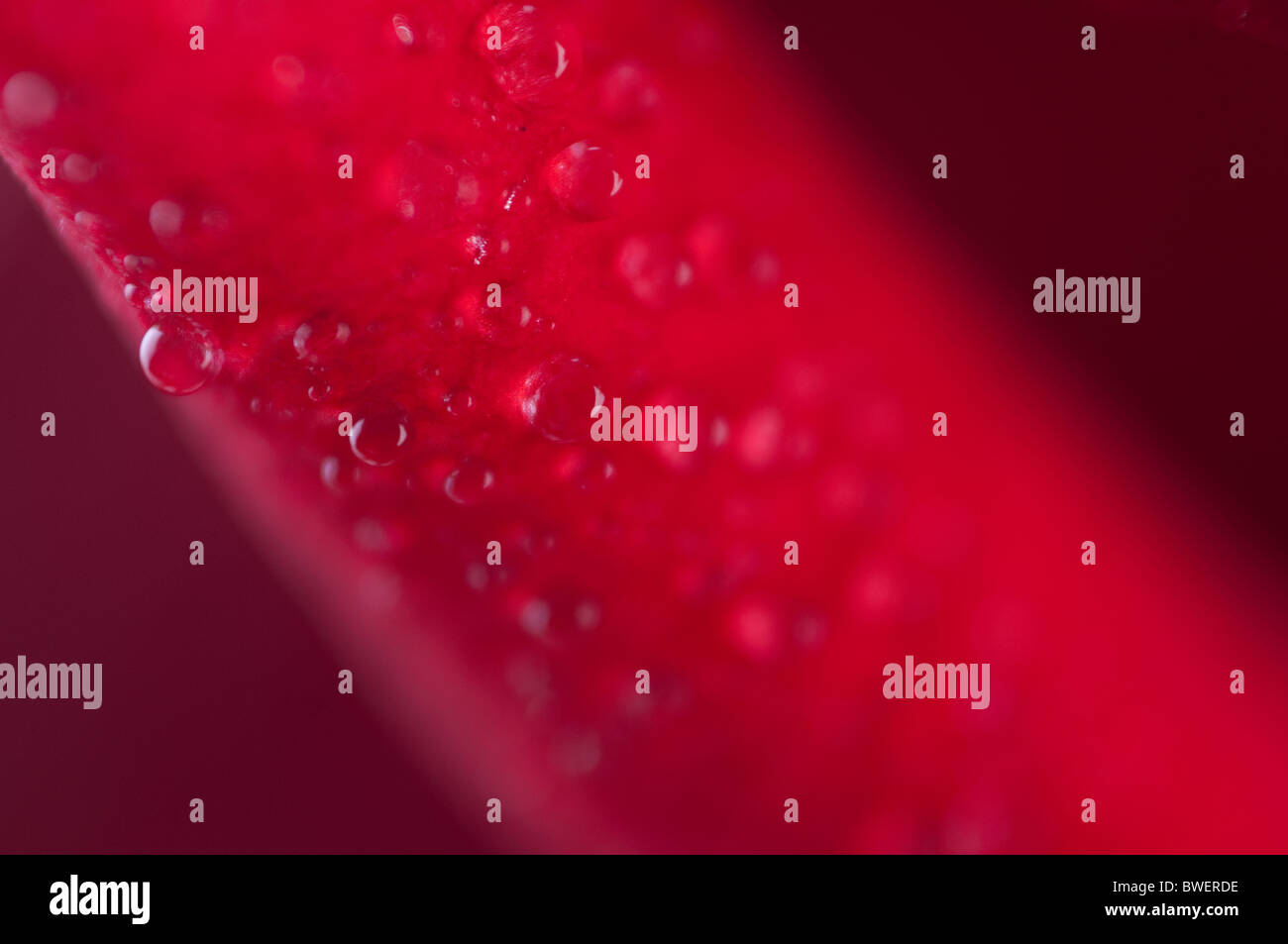 Red rose with rain drops Stock Photo - Alamy